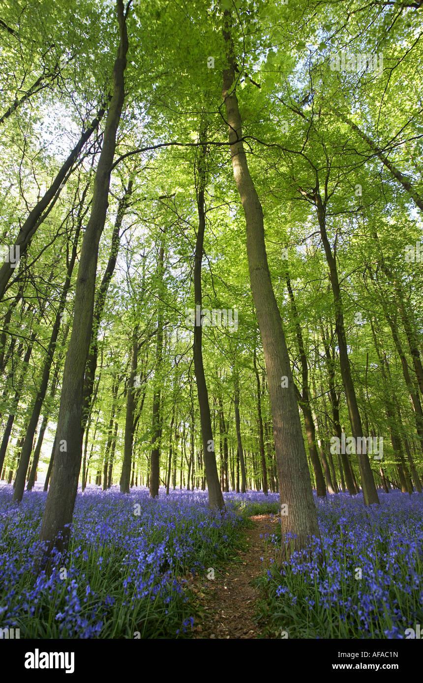 Path through bluebell woods Stock Photo - Alamy