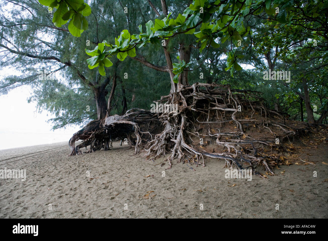 Roots of pine trees Ha ena State park on the island of Kauai in Hawaii ...