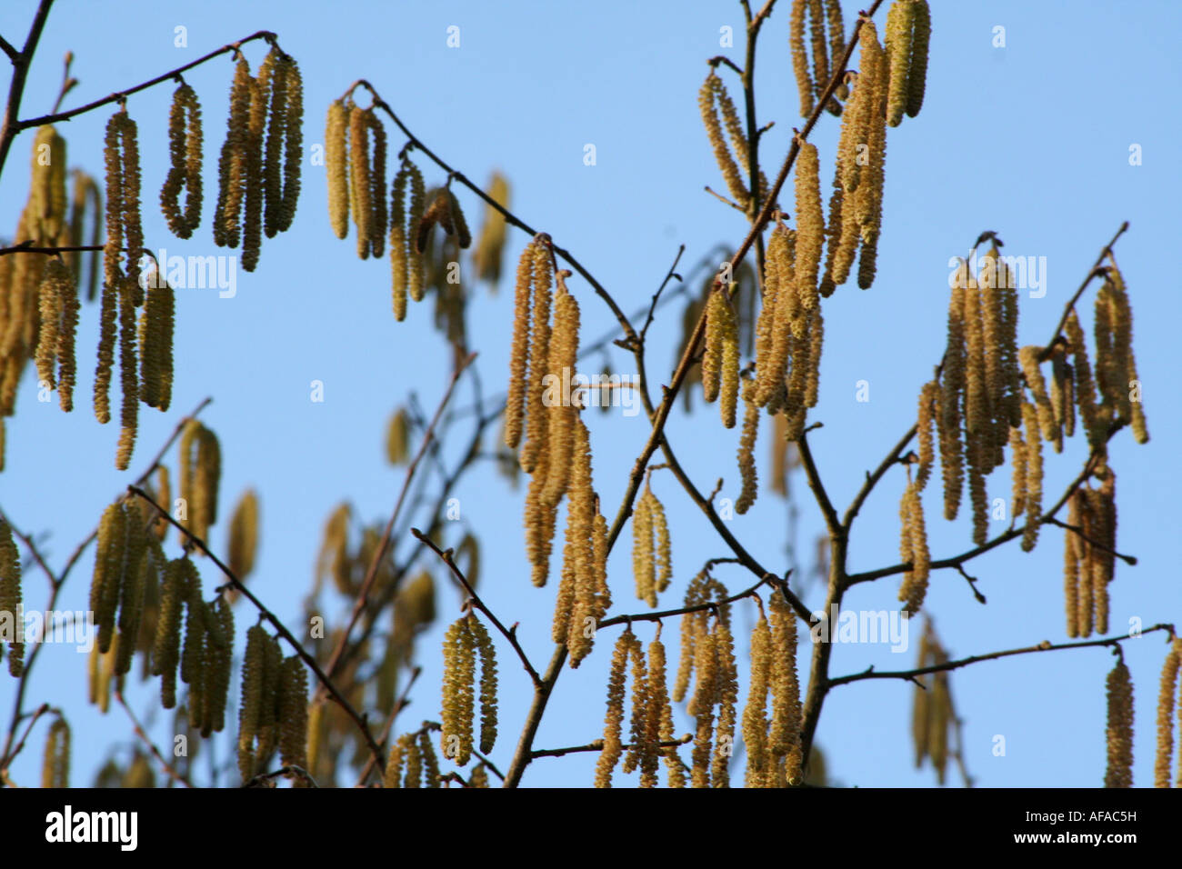 Hazel Tree (Corylus avellana Stock Photo - Alamy