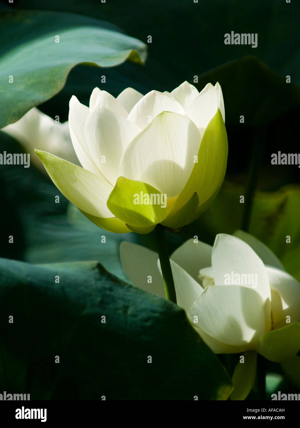 Sacred white lotus flower Nelumbo nucifera Nelumbonaceae Stock Photo ...