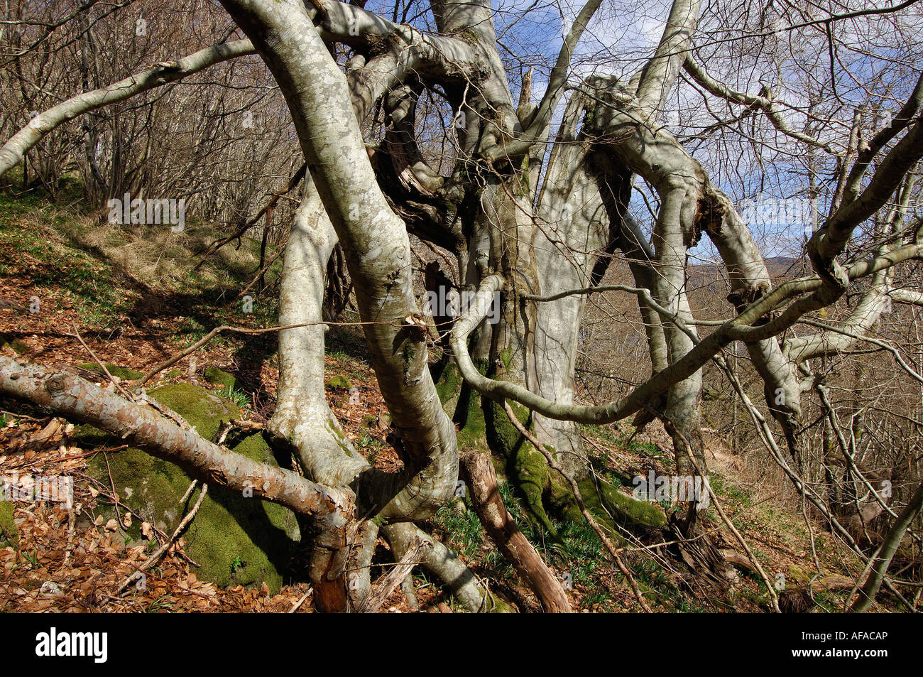 An ancient gnarled and tangled beech tree with its trunk split by ...
