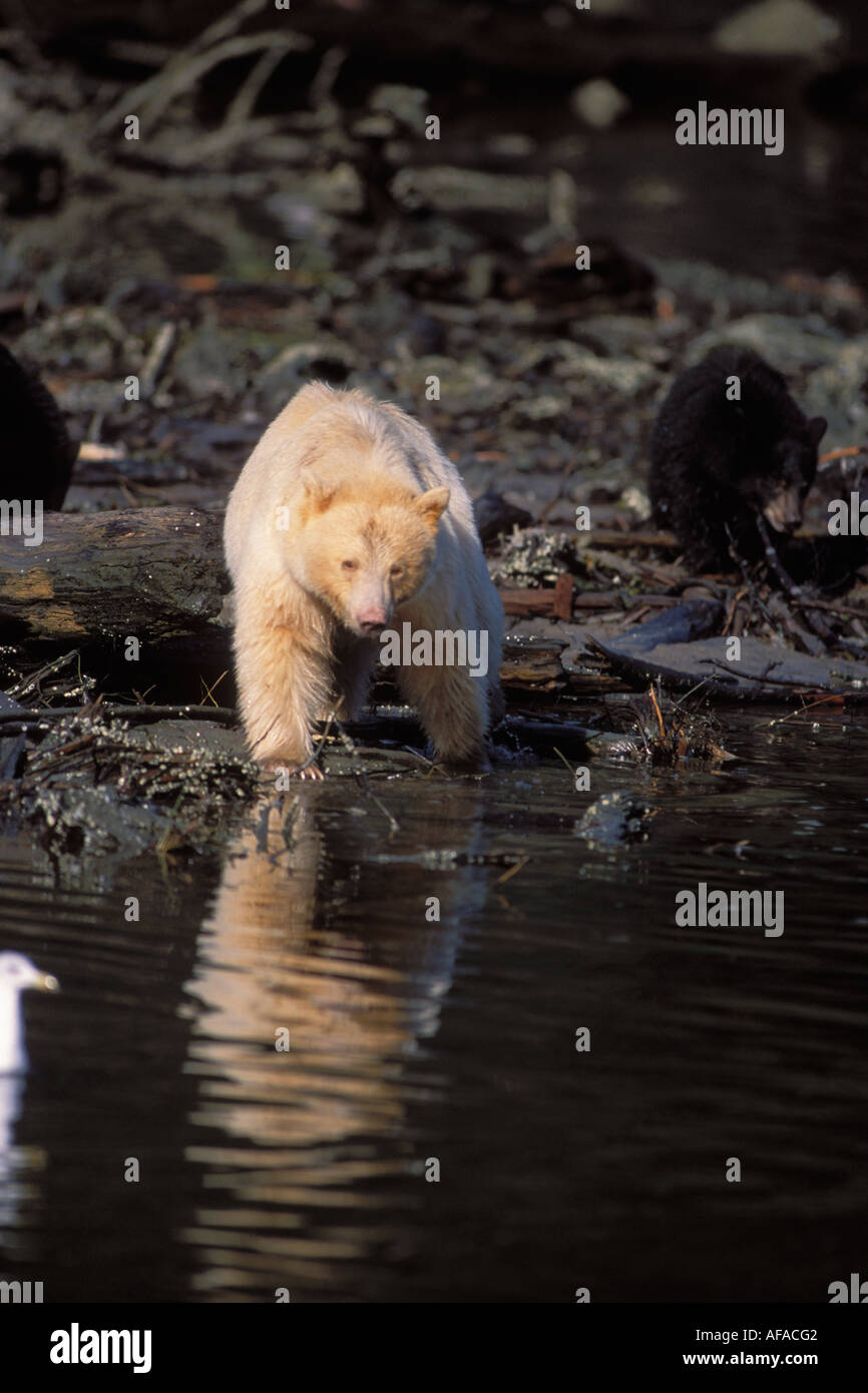 spirit bear kermode black bear Ursus americanus sow with cubs fishing ...