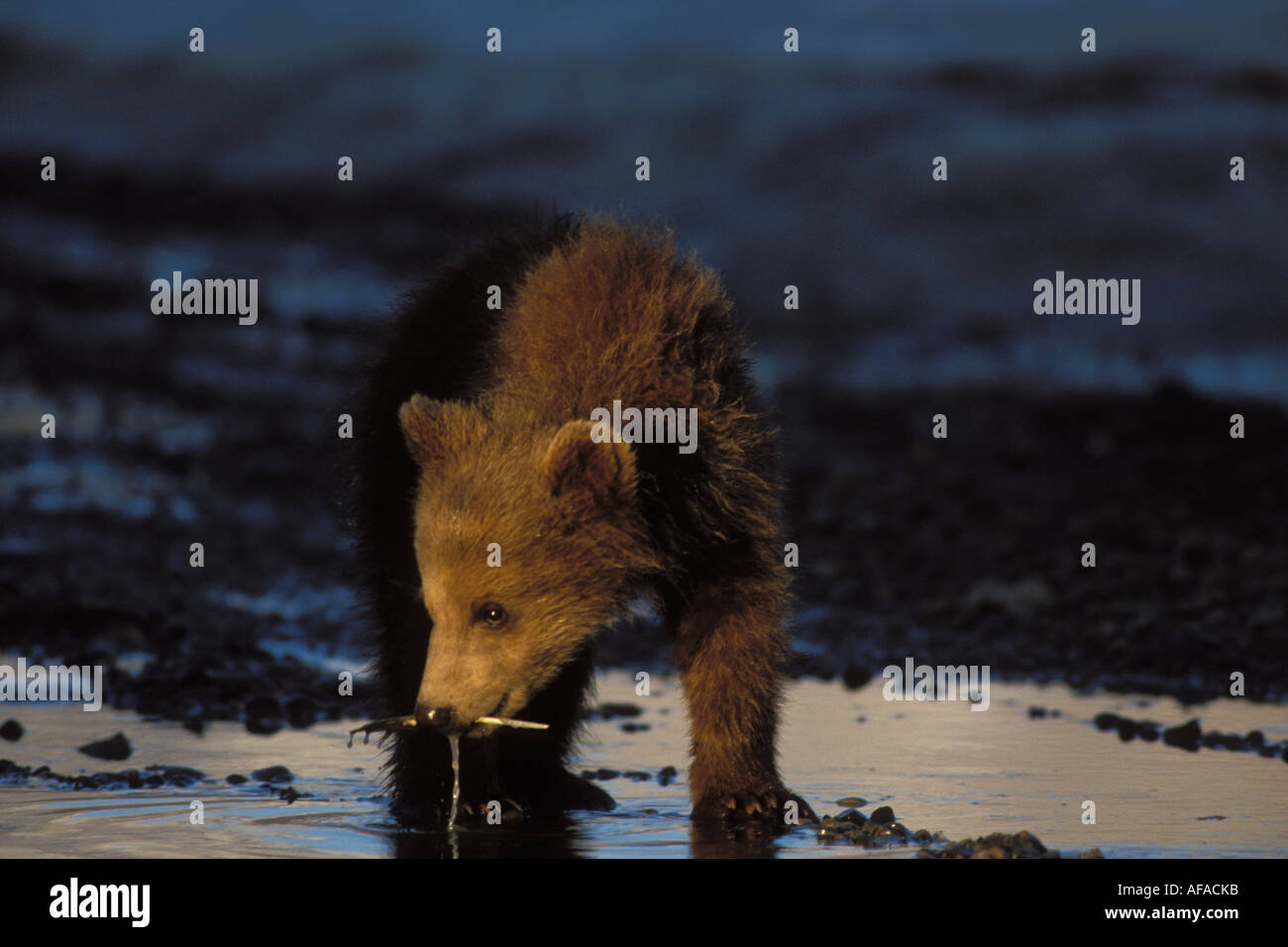 brown bear Ursus arctos grizzly bear Ursus horribils cub picking up a ...