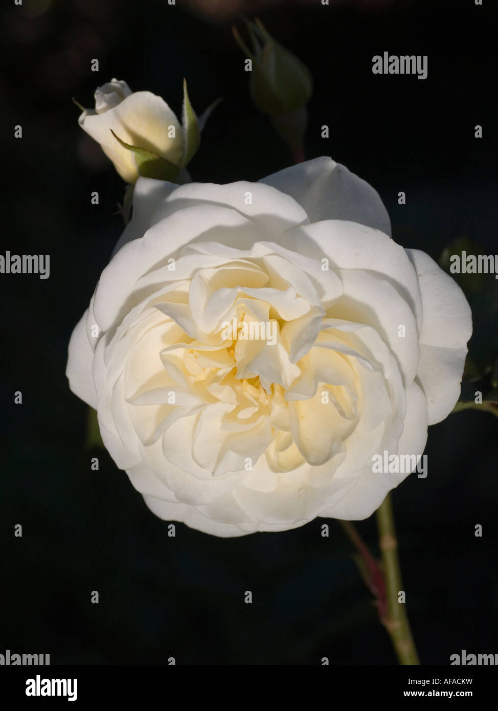 Cream white rose bloom and rosebud Rosa The Wedding Rose Stock Photo ...