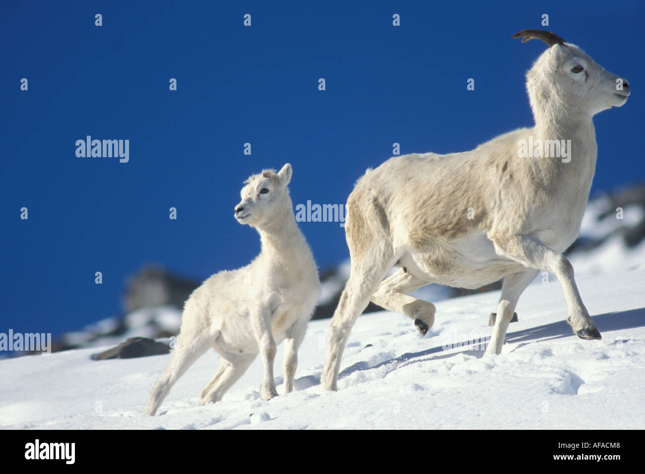 dall sheep Ovis dalli ewe and lamb on a snowy hillside North Slope of ...