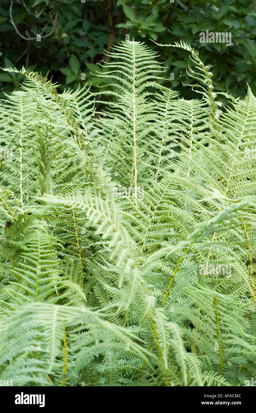 Lush green Male fern leaves (Dryopteris filix-mas) growing in a dense ...