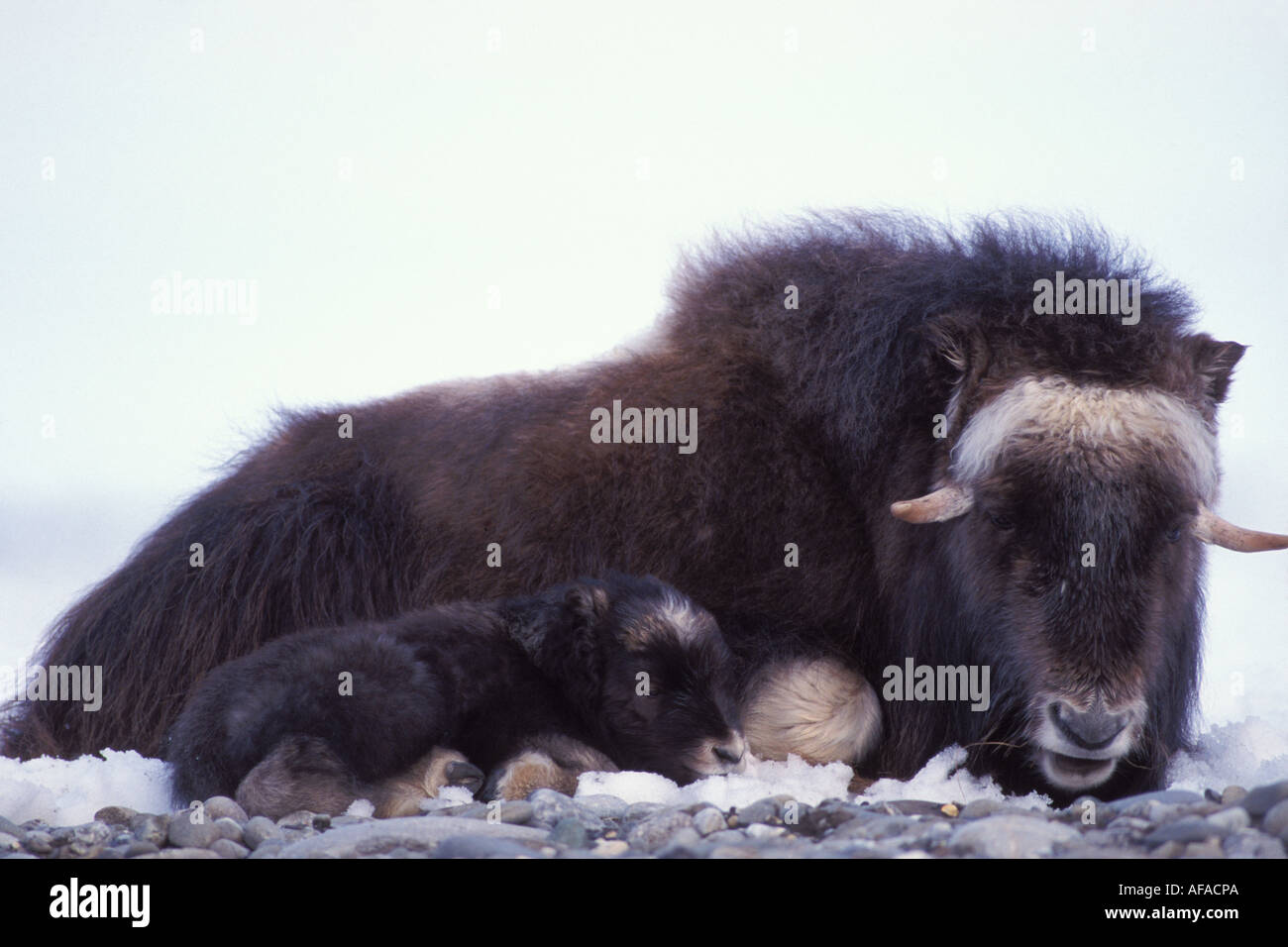 muskox Ovibos moschatus cow and newborn calf resting central Arctic ...