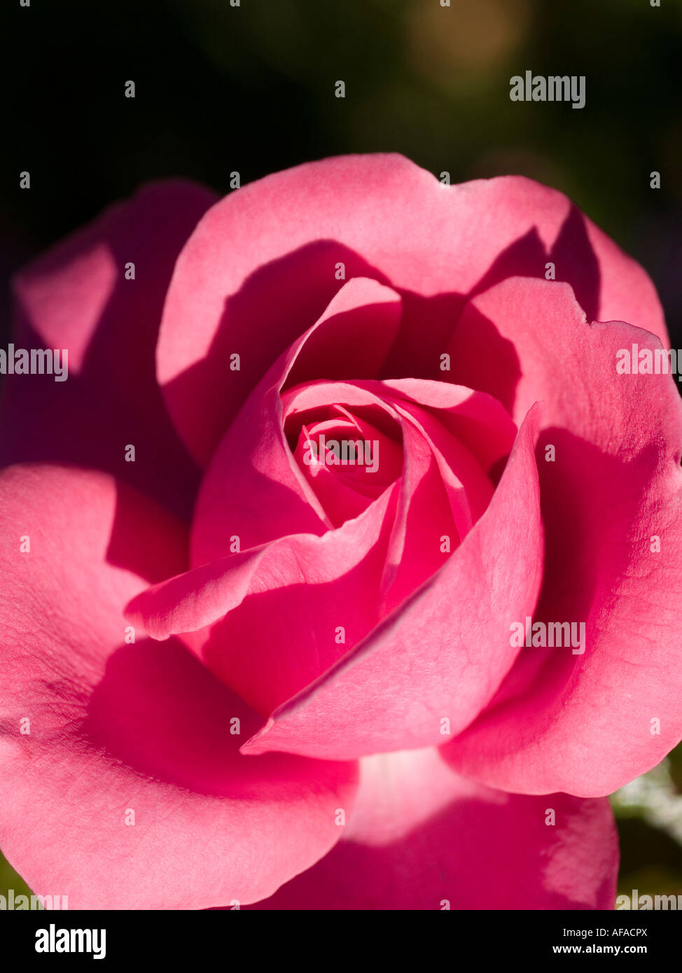 Spiral petals of deep pink rose flower Rosa Memory Lane Stock Photo - Alamy