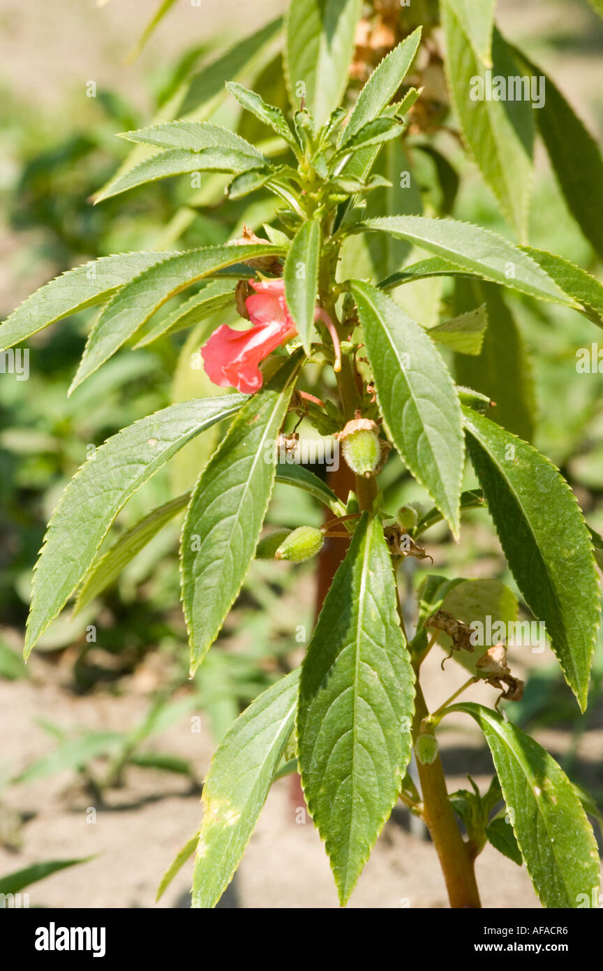 spotted snapweed or Garden balsam or Rose balsam Balsaminaceae ...