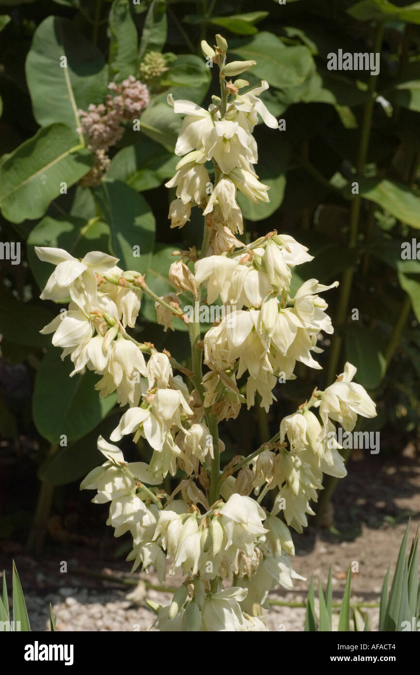 Adam s needle Liliaceae Yucca filamentosa East USA Stock Photo - Alamy
