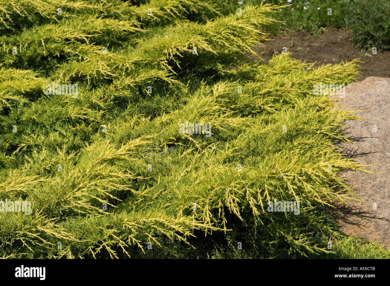 Vibrant Chinese Juniper Cupressaceae Juniperus chinensis Mordigan Gold ...