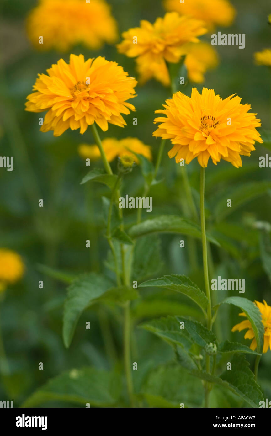 Yellow flowers of smooth oxeye Asteraceae Heliopsis helianthoides ...