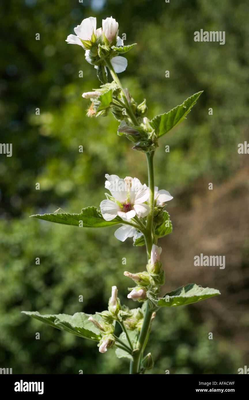 White flowers of Medicinal plant common marshmallow Malvaceae Althaea ...