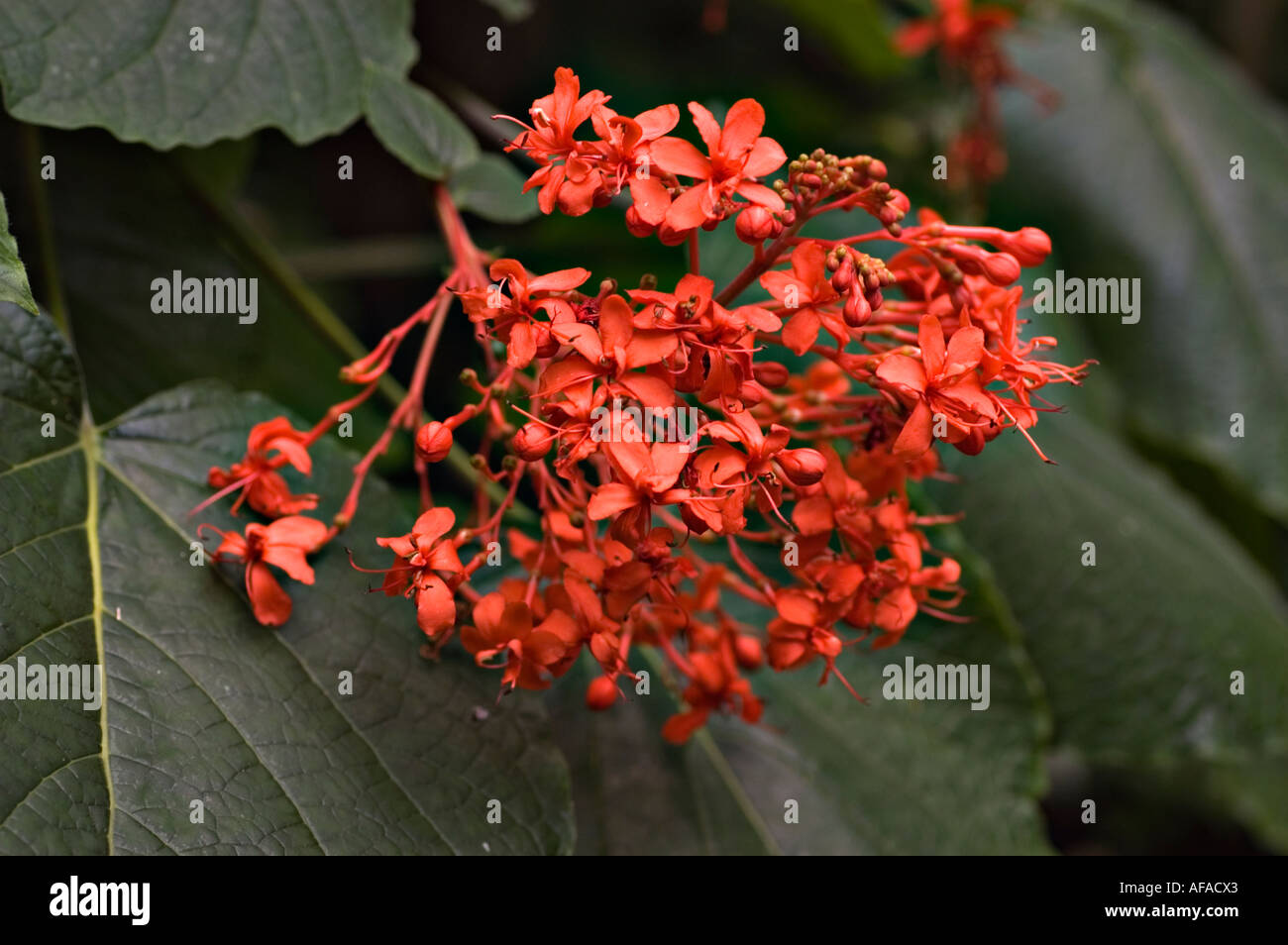 Clerodendrum speciosissimum hi-res stock photography and images - Alamy