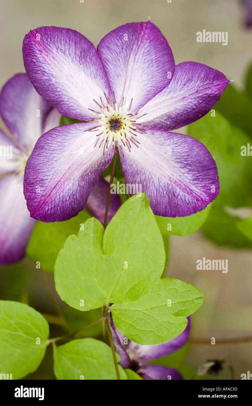 White and violet flowers close up of Ranunculaceae Clematis Venosa ...