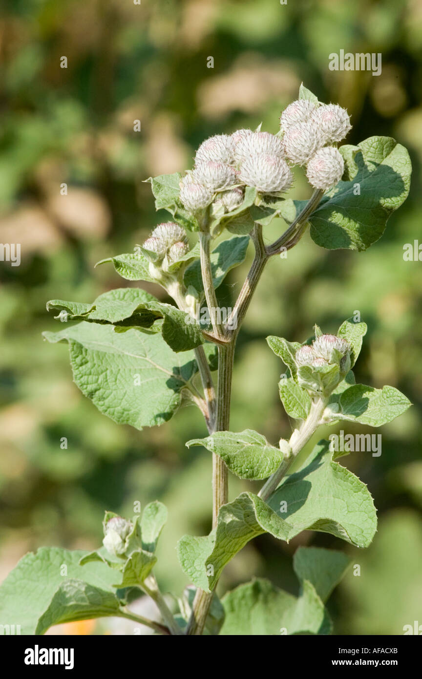 greater burdock Asteraceae Arctium lappa Europe Asia Stock Photo - Alamy