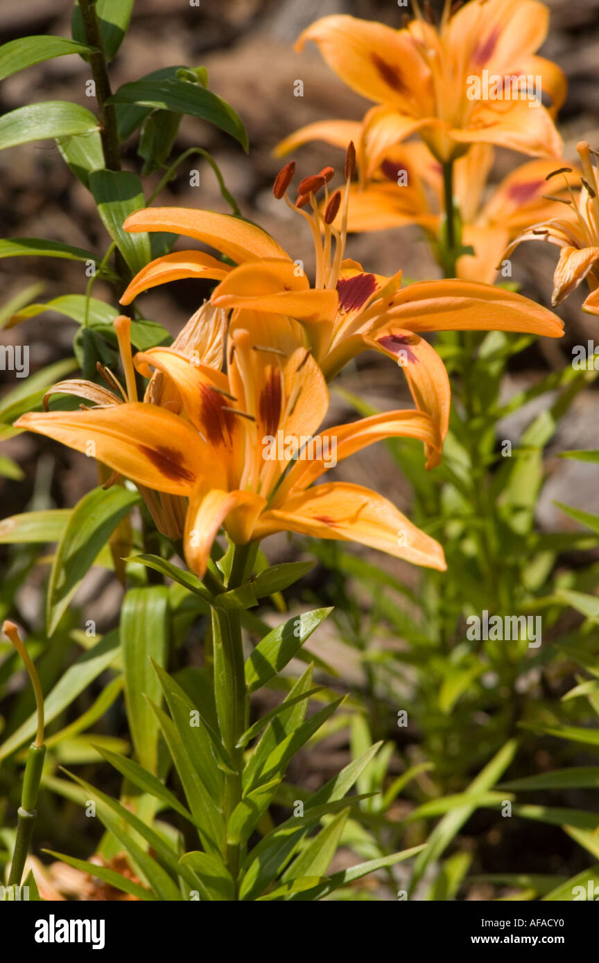 Orange brown flower closeup of Jupiter day lily or daylily american mix ...