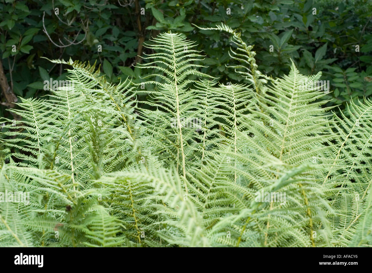 Male fern leaves Dryopteris filix mas Stock Photo - Alamy