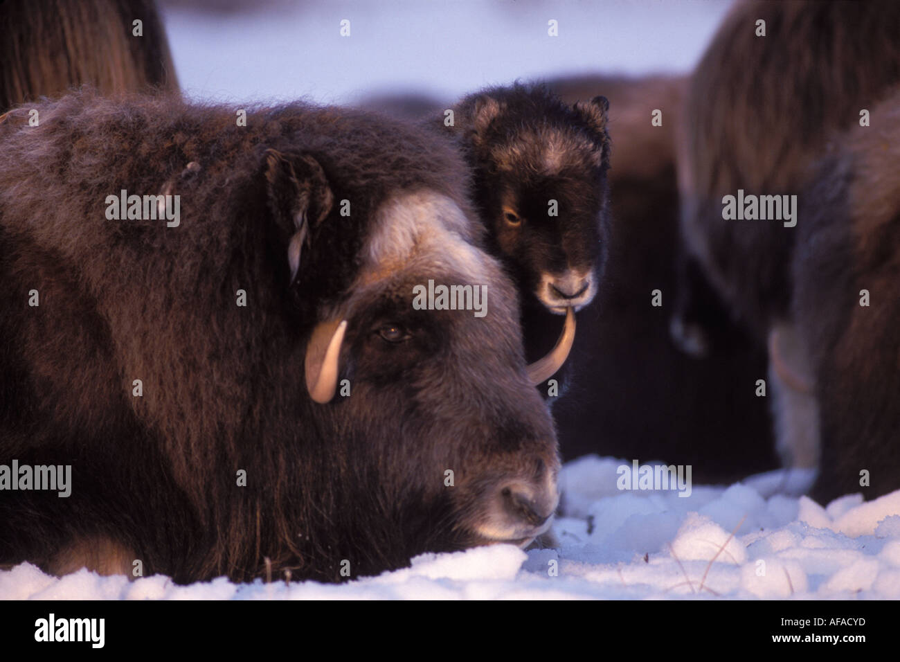 muskox Ovibos moschatus cow and newborn calf on the central Arctic ...