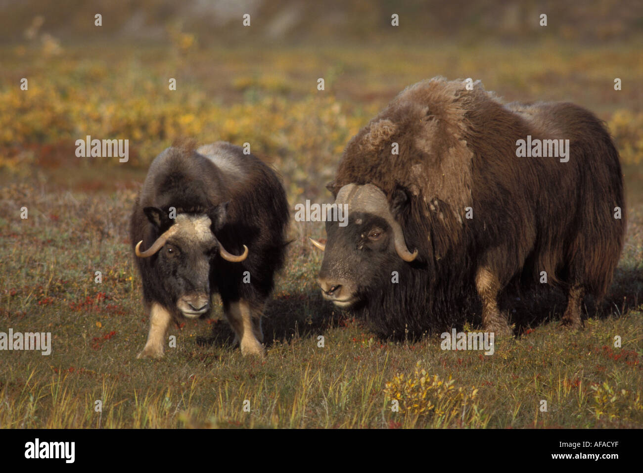 muskox Ovibos moschatus bull and cow on the central Arctic coastal ...