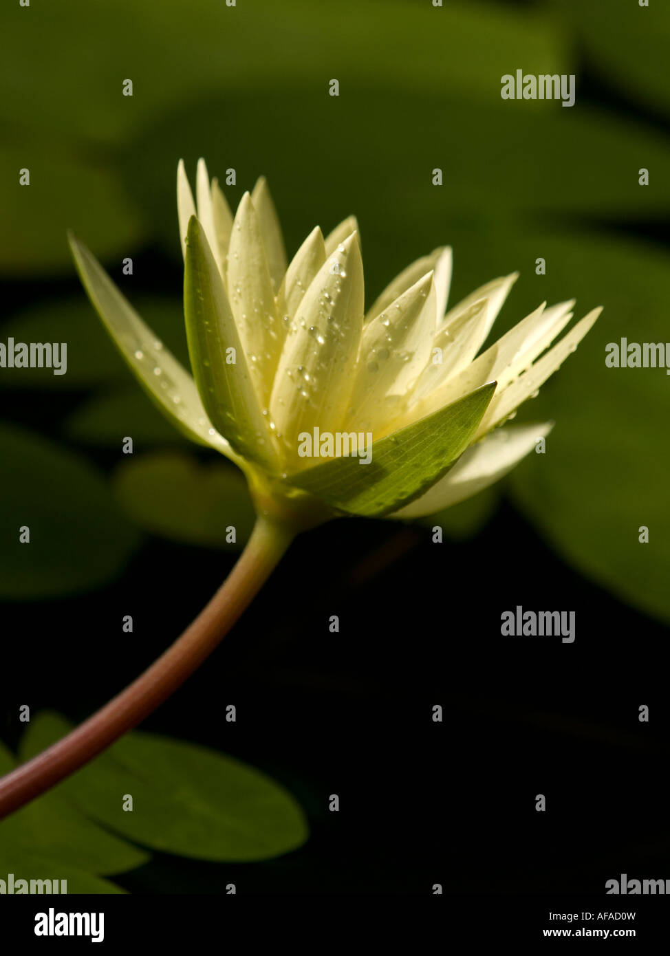 Yellow water lily hi-res stock photography and images - Alamy