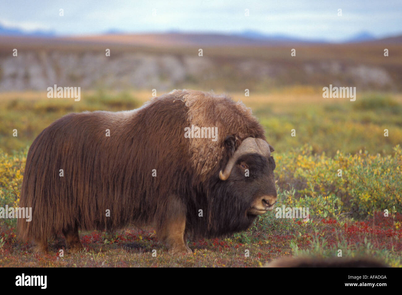 muskox Ovibos moschatus bull on the central Arctic coastal plain North ...