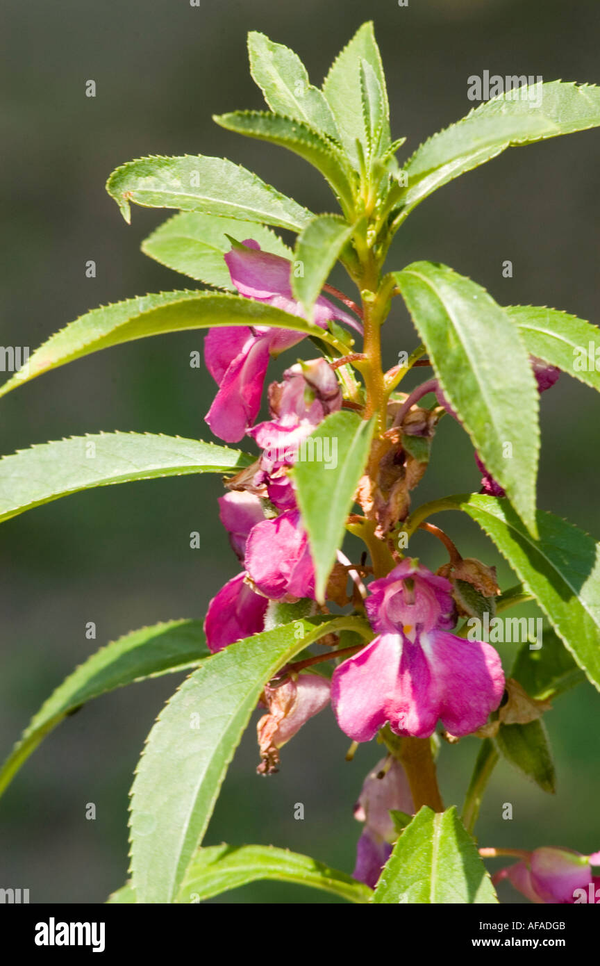 spotted snapweed or Garden balsam or Rose balsam Balsaminaceae ...