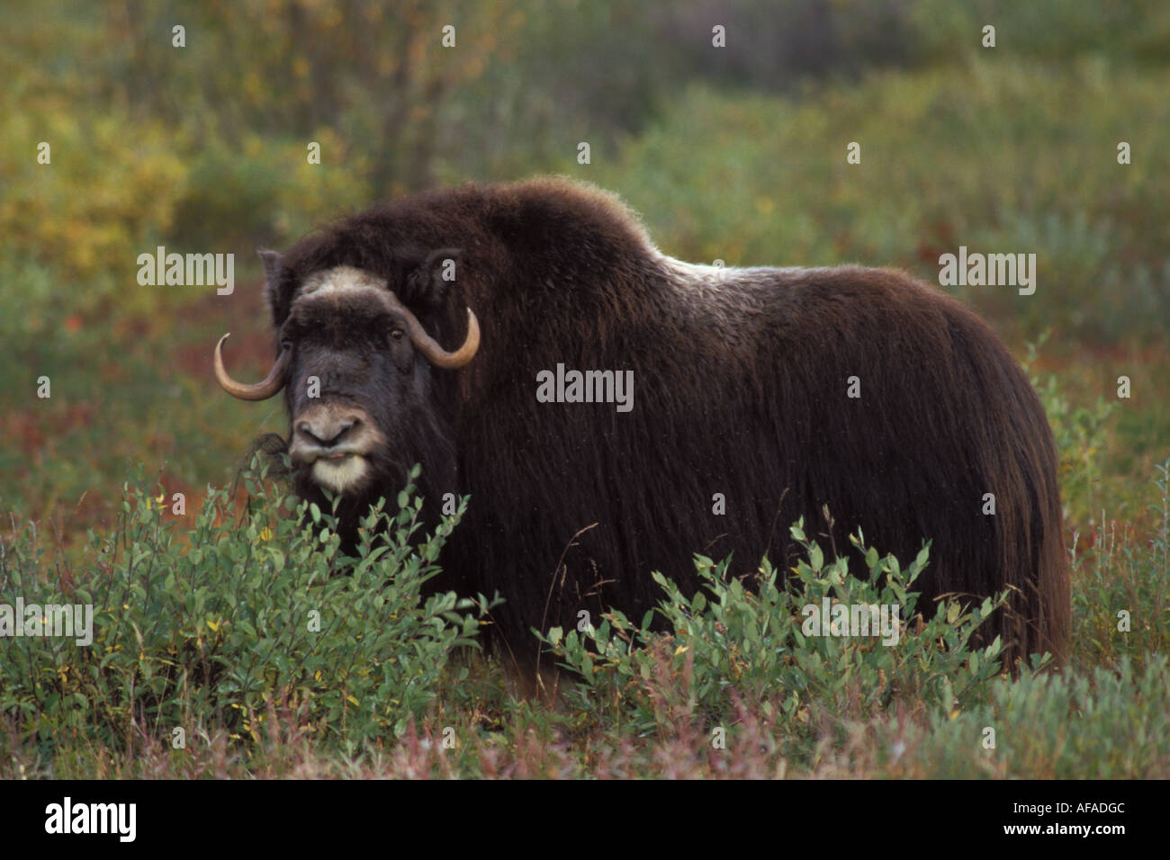 muskox Ovibos moschatus cow on the central Arctic coastal plain North ...