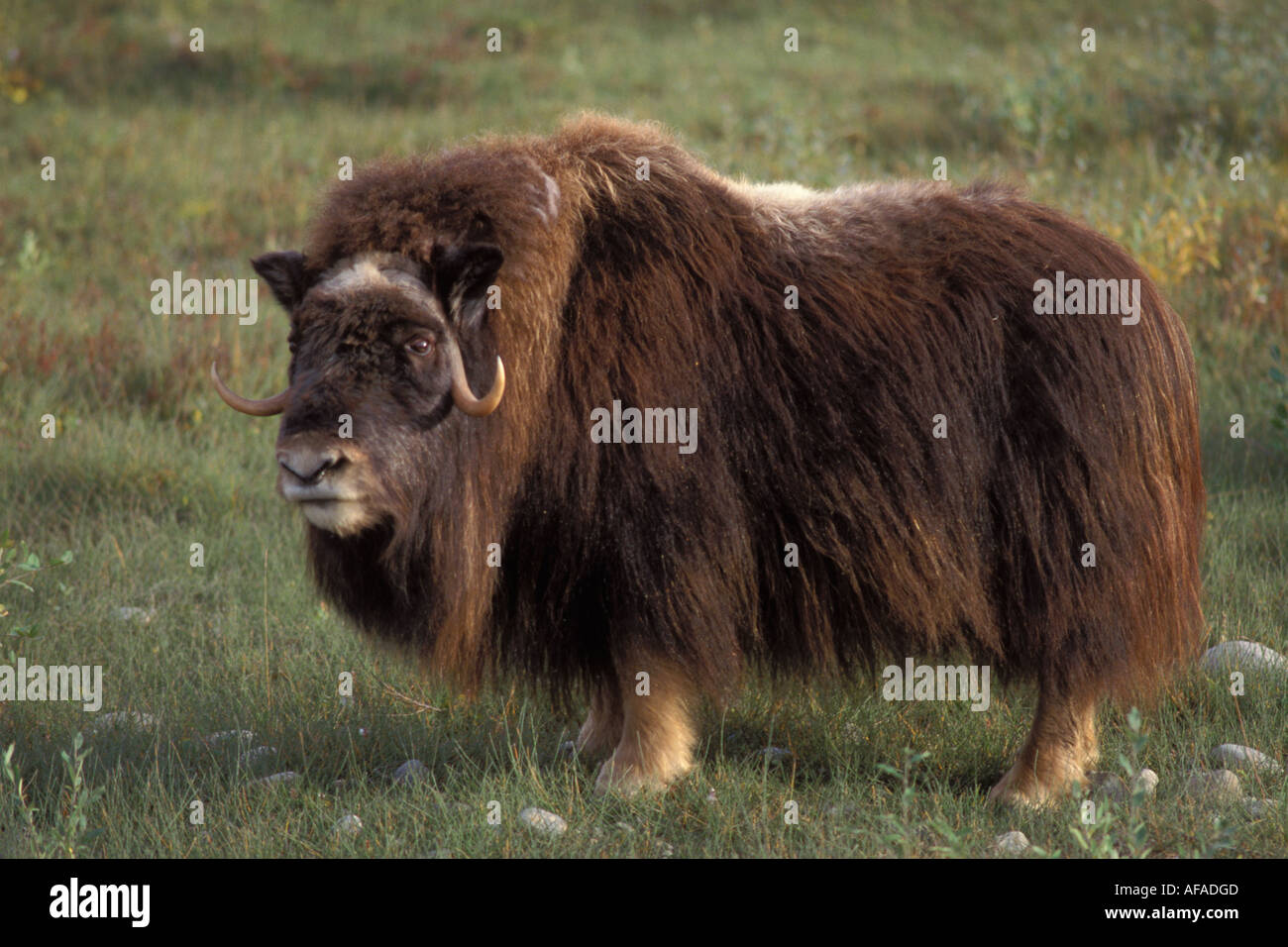 muskox Ovibos moschatus cow on the central Arctic coastal plain North ...