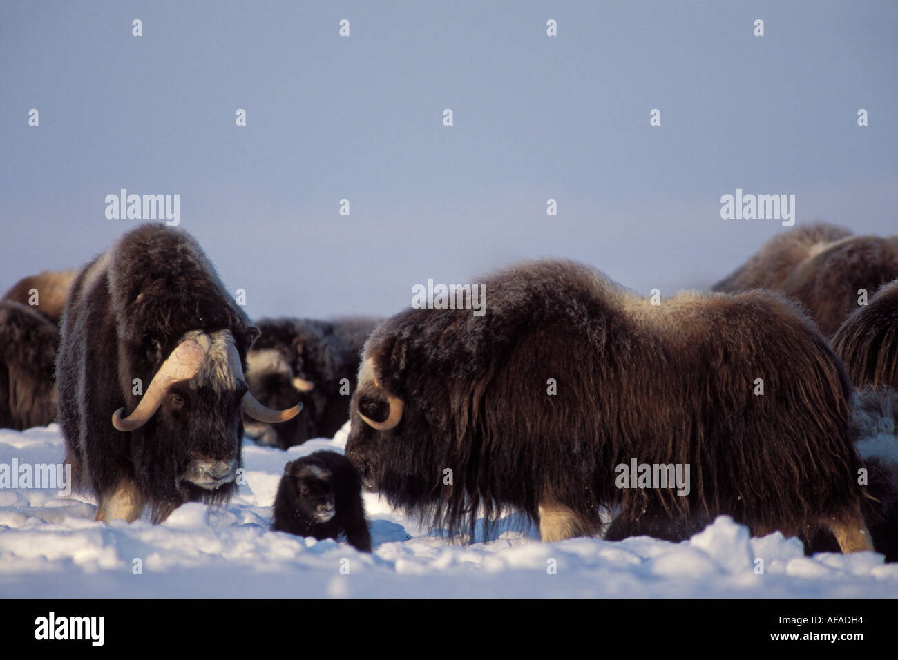 muskox Ovibos moschatus bull and cow with newborn calf central Arctic ...