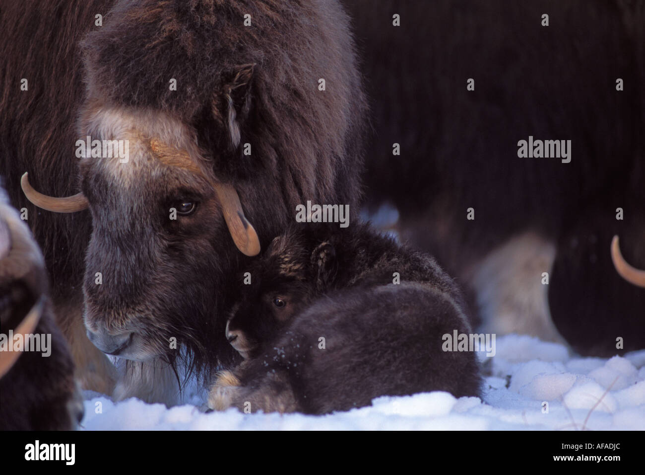 muskox Ovibos moschatus cow and newborn calf on the central Arctic ...