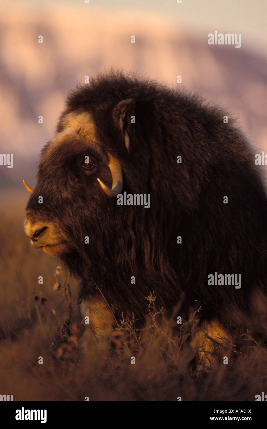 muskox Ovibos moschatus cow on the central Arctic coastal plain North ...