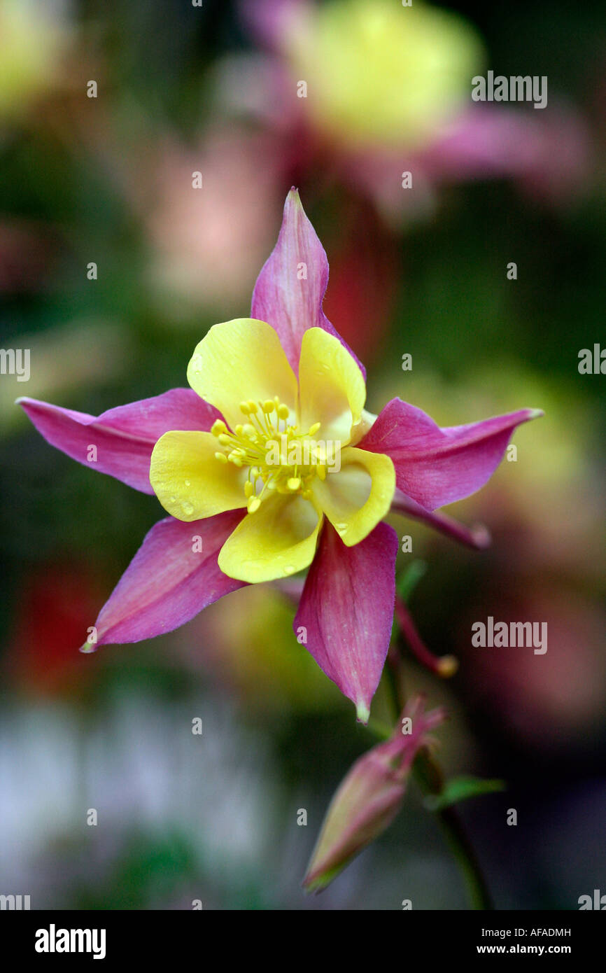 Flowering columbine aquilegia hi-res stock photography and images - Alamy
