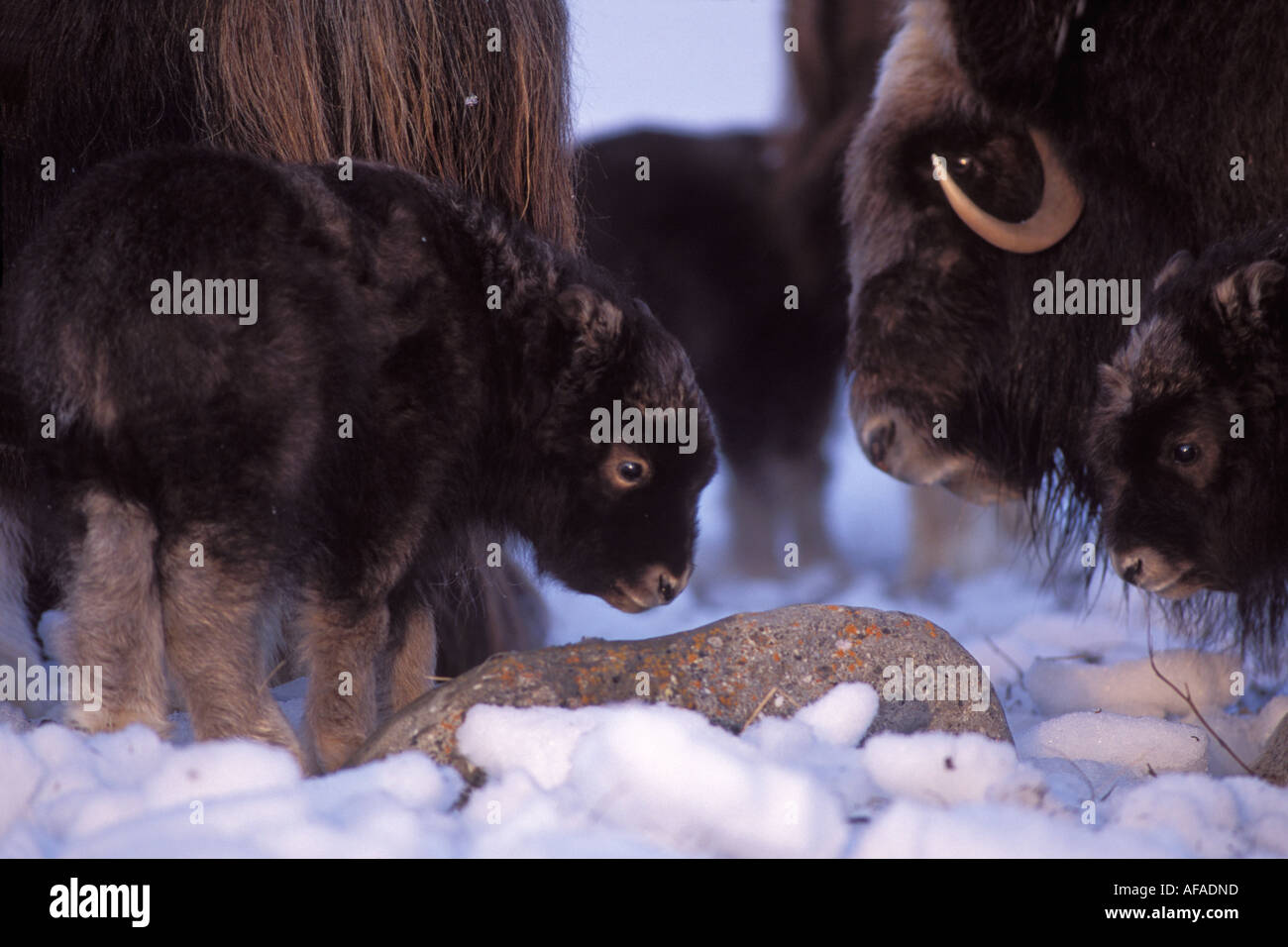 Cow and calf muskox hi-res stock photography and images - Alamy