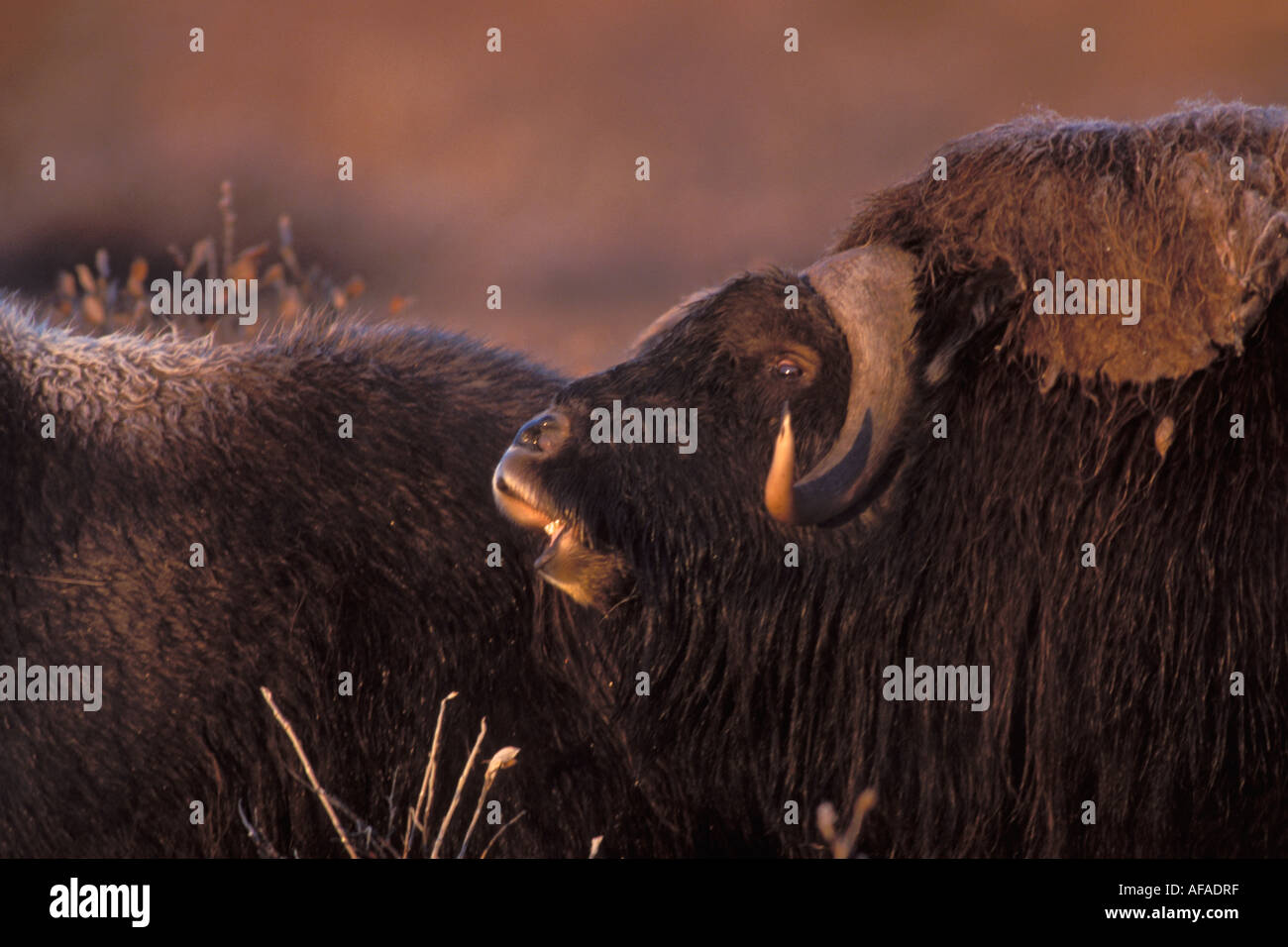 muskox Ovibos moschatus bull calling on the central Arctic coastal ...