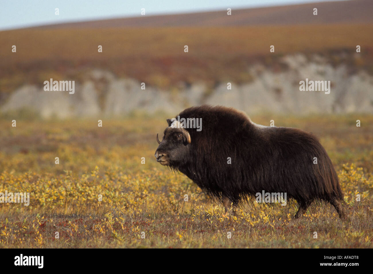 muskox Ovibos moschatus cow on the central Arctic coastal plain North ...
