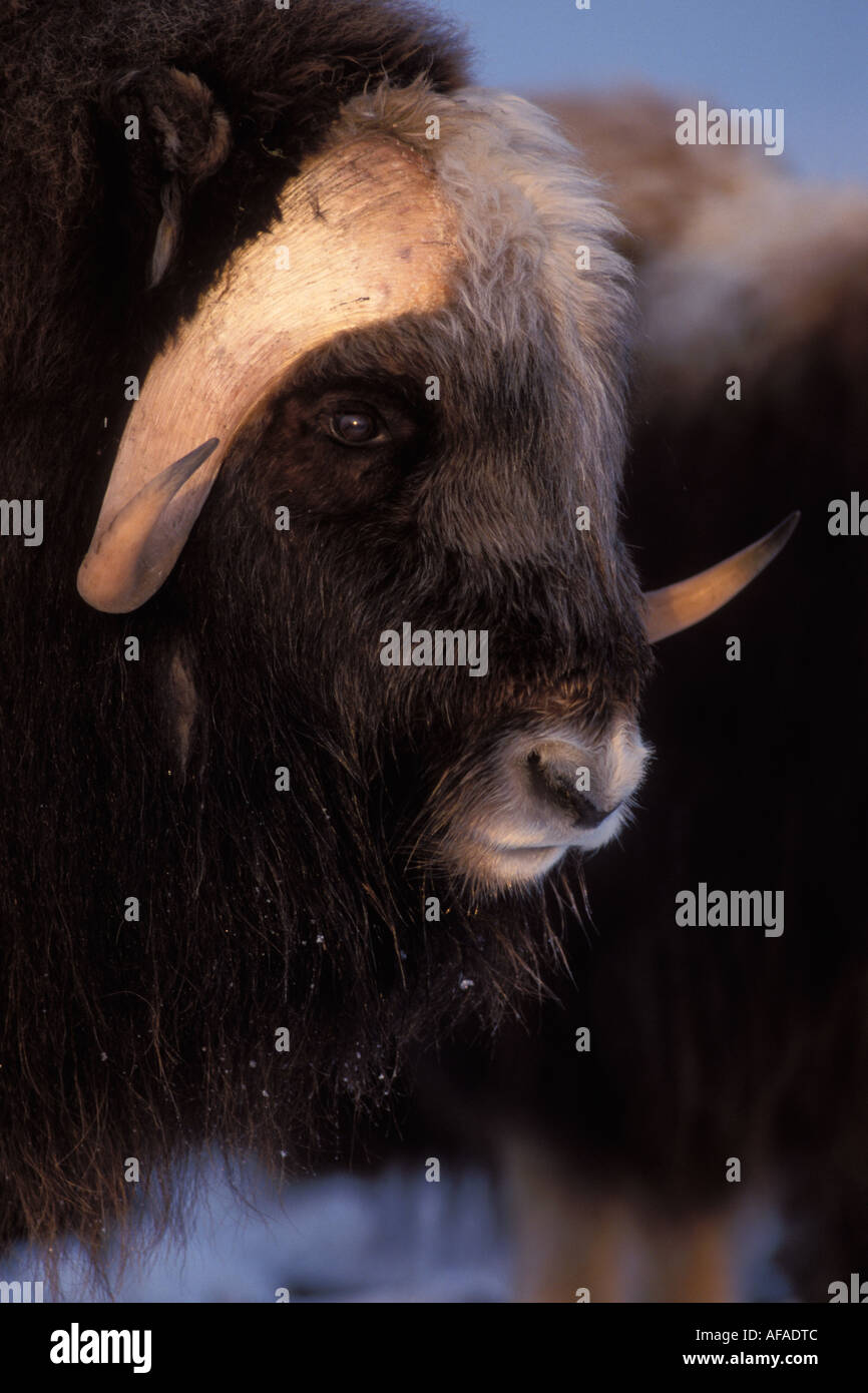 Prehistoric reintroduced to alaska hi-res stock photography and images ...