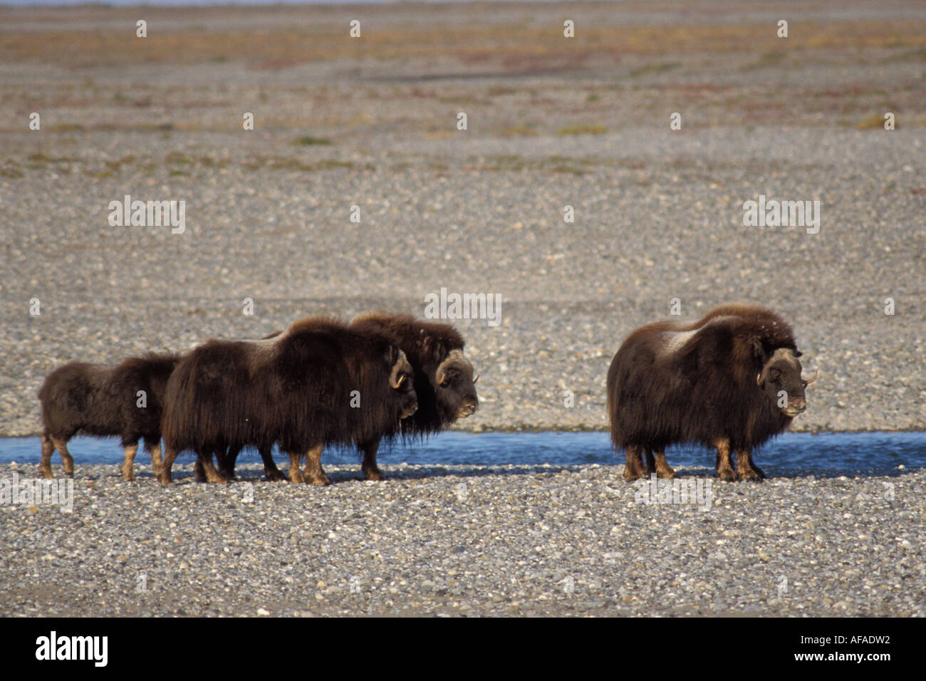 Musk ox herd autumn hi-res stock photography and images - Alamy