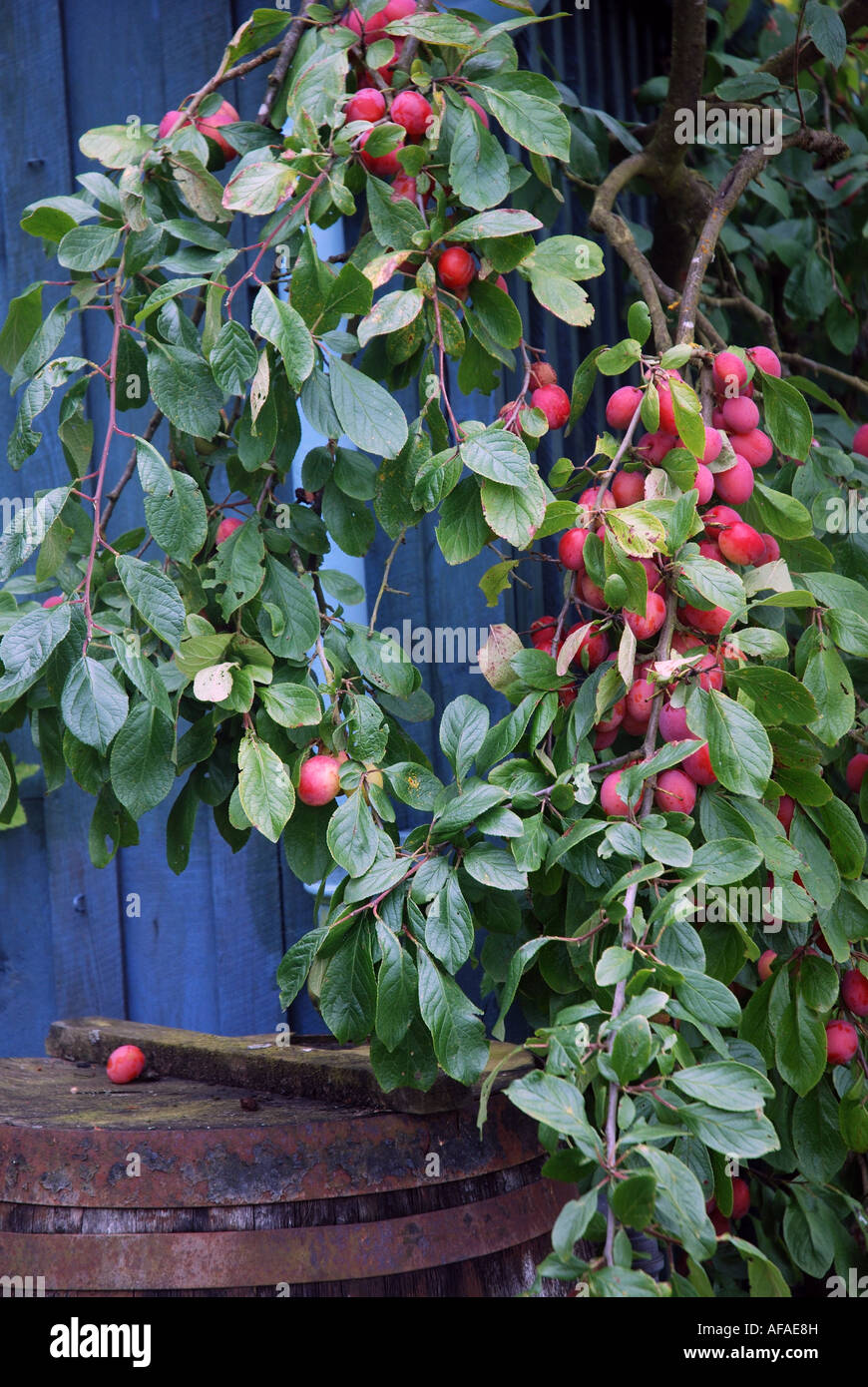 Ripe plums ready for harvesting in an autumn garden Stock Photo - Alamy