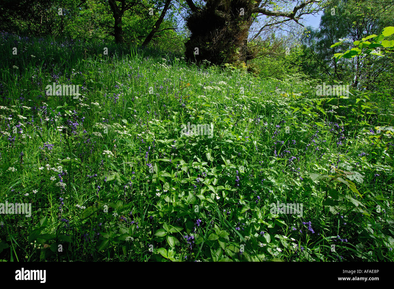 Bluebells mint cow parsely and other wildflowers in spring woods above ...