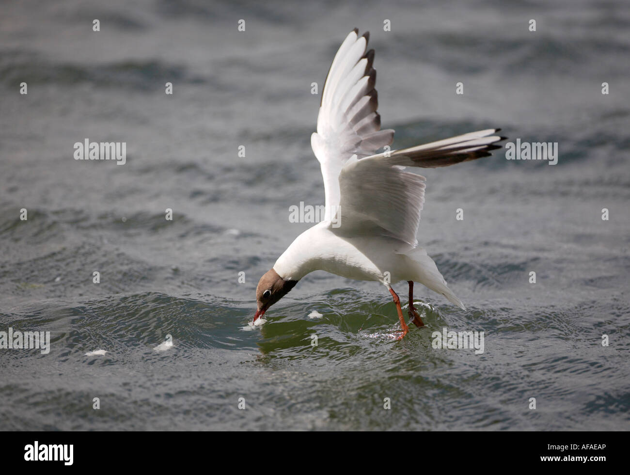 Black Headed Gull in flight (Larus ridibundus Stock Photo - Alamy