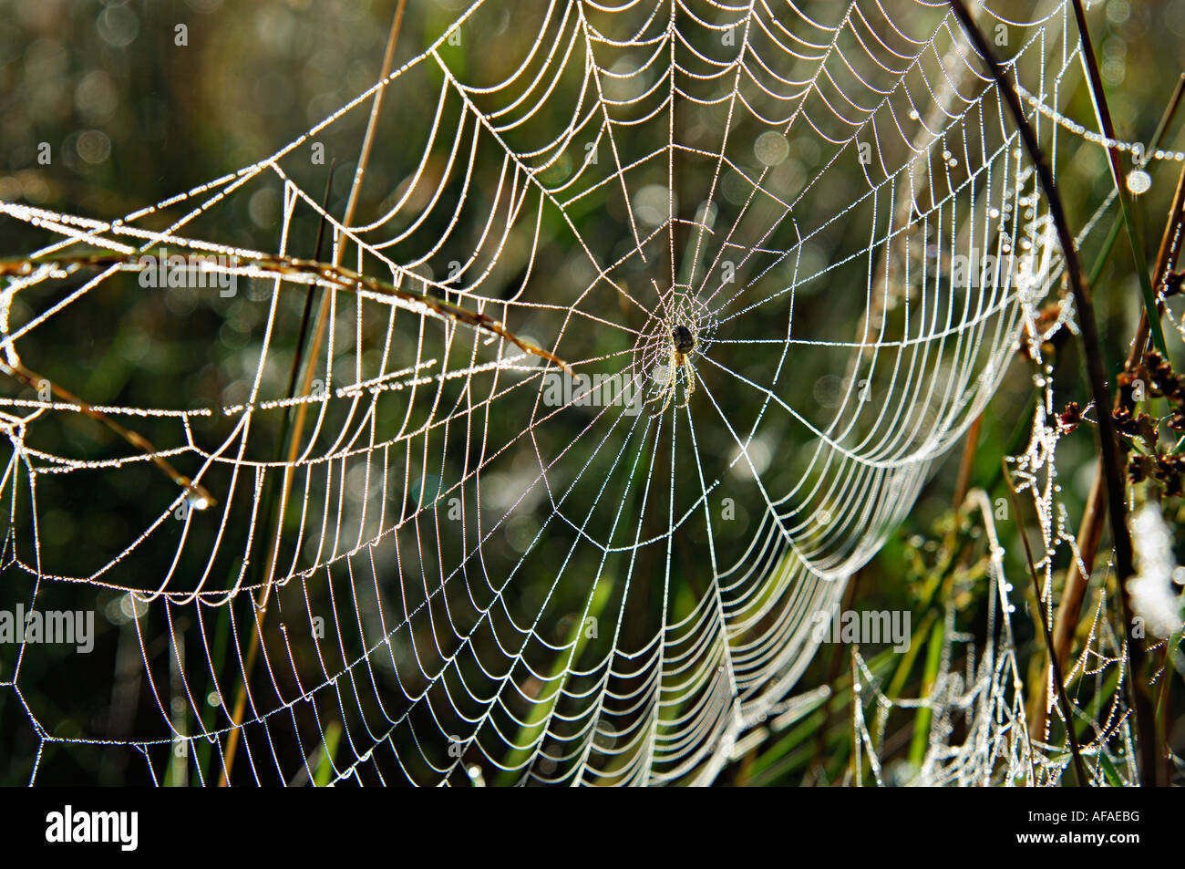Tiny spider hi-res stock photography and images - Alamy