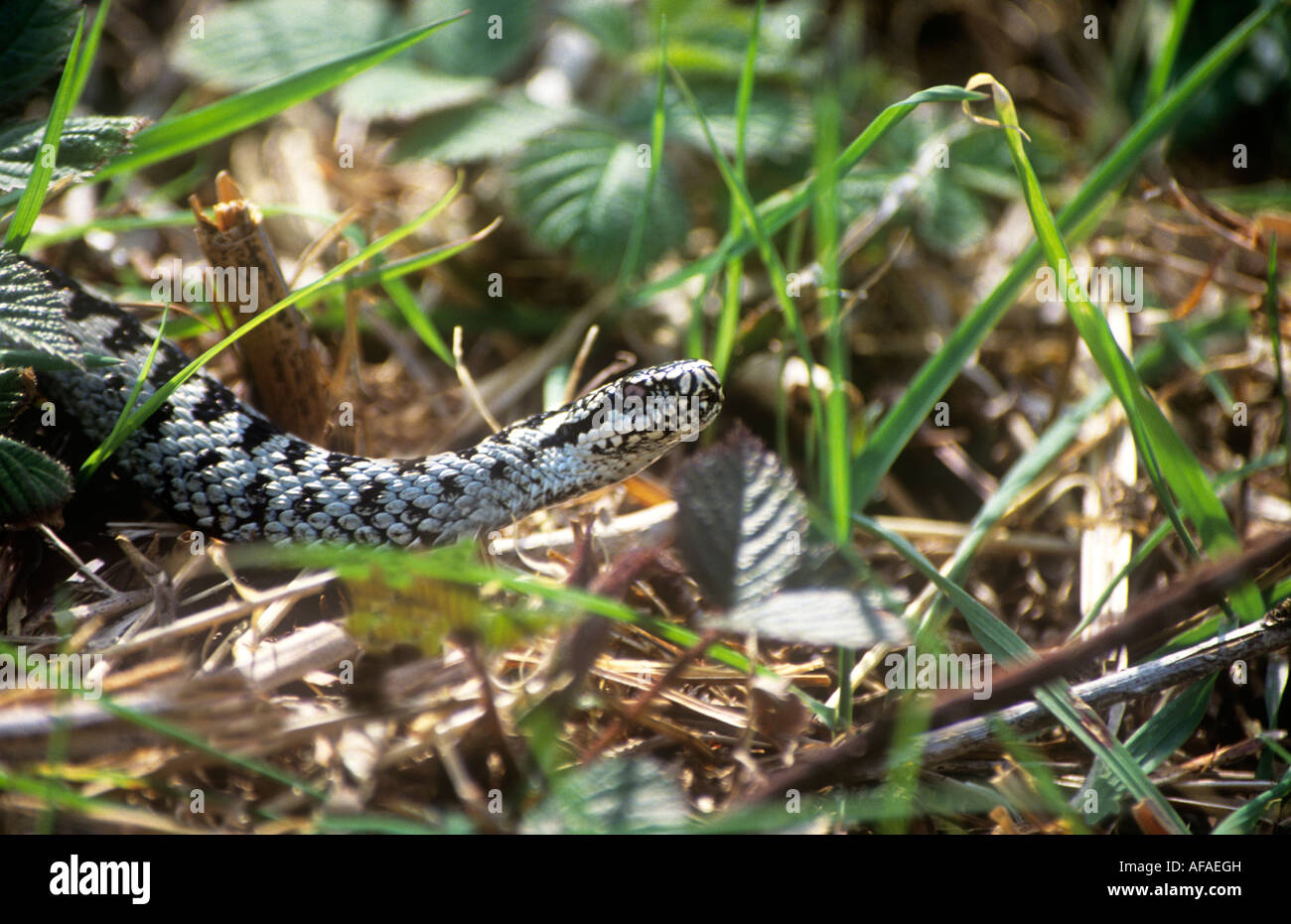 Hunting adder hi-res stock photography and images - Alamy