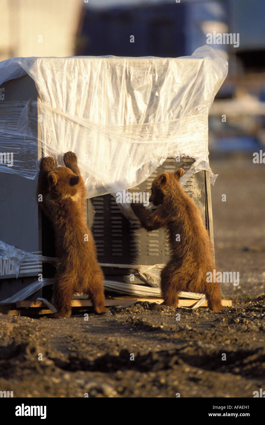 brown bear Ursus arctos grizzly bear Ursus horribils pair of curious ...