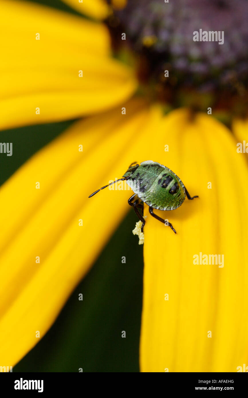 True bug larva (Pentatomidae) on Black eyed susan Stock Photo - Alamy