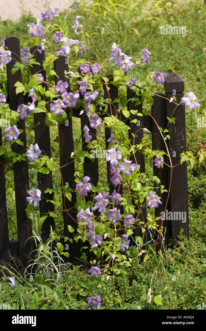 Idyllic pale blue clematis vine growing on the wooden garden fence ...