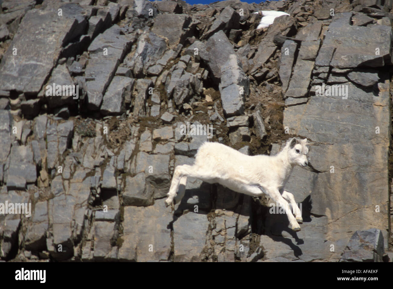 dall sheep Ovis dalli lamb jumping along a steep cliff North Slope of ...