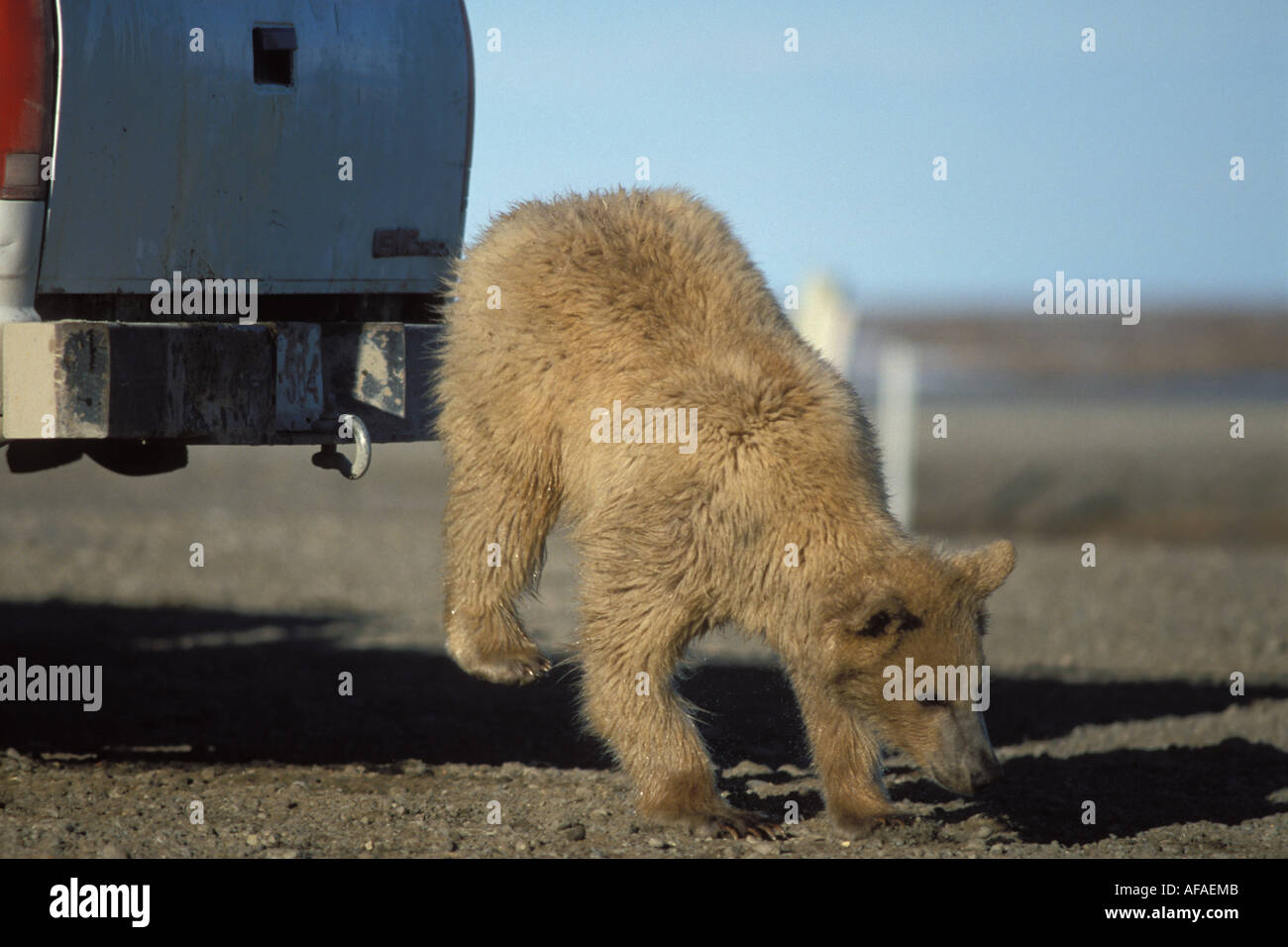 Meanest of the grizzlies hi-res stock photography and images - Alamy
