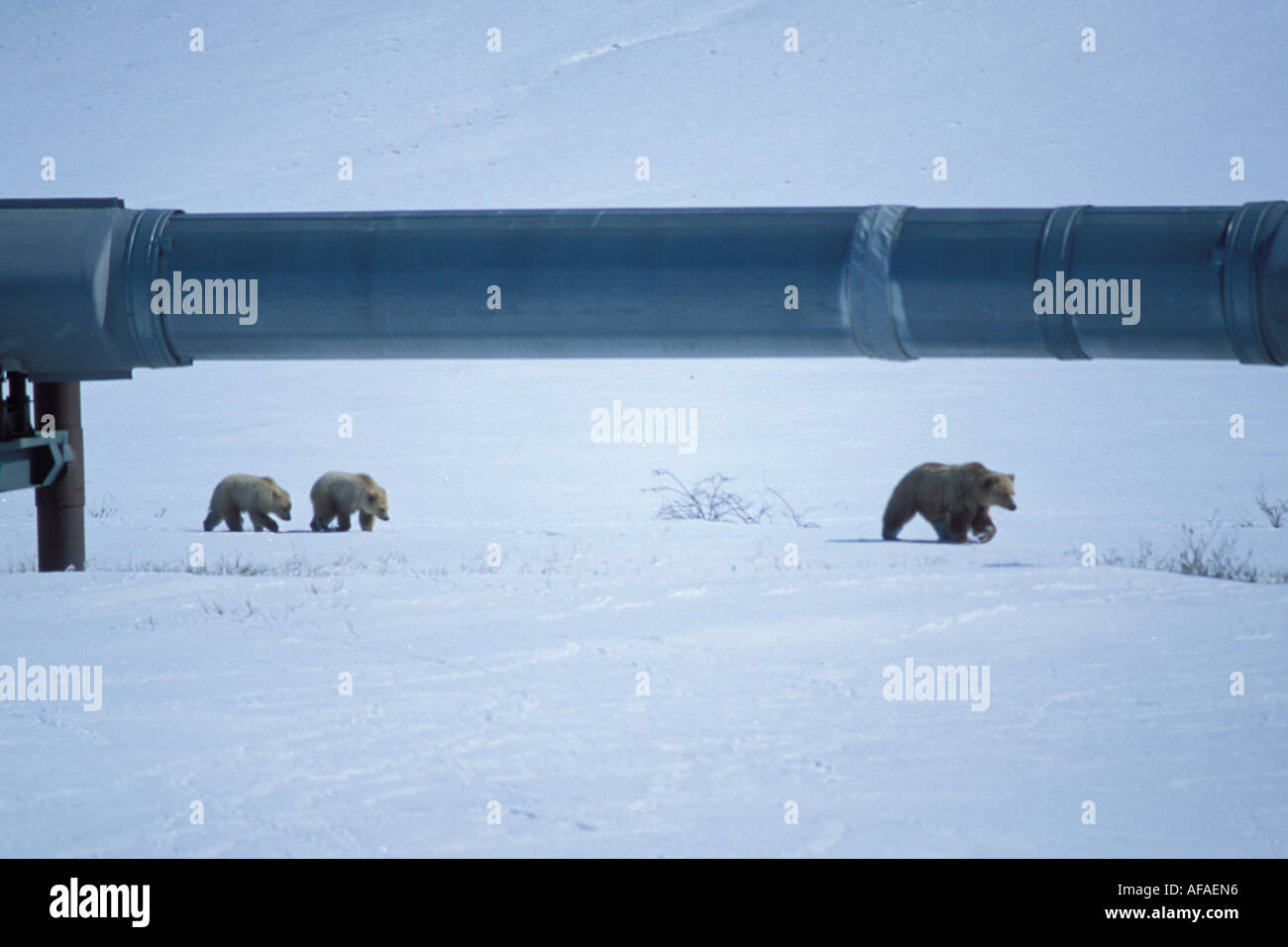 brown bear Ursus arctos grizzly bear Ursus horribils sow with cubs ...