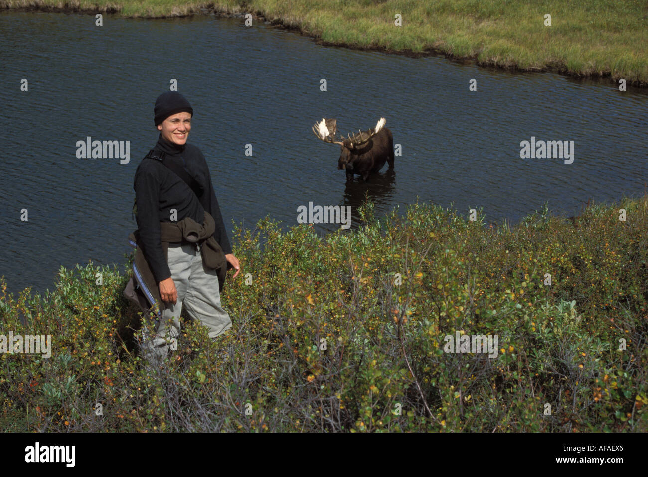 moose Alces alces bull drinking in a kettle pond and hiker Denali ...